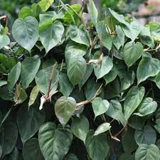 Philodendron cordatum Heartleaf - 140 mm | Little Leaves & A Nursery