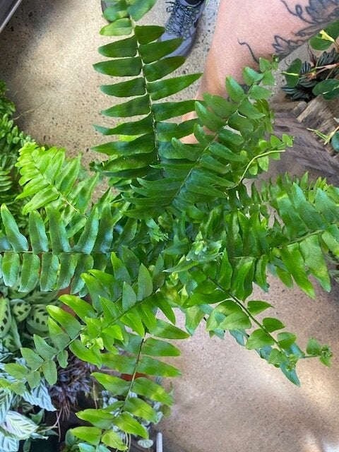 Fern nephrolepsis boston macho | Little Leaves & A Nursery