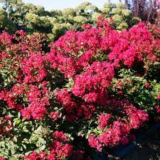 Lagerstroemia indica Dwarf Infinitini Watermelon (crepe myrtle ...