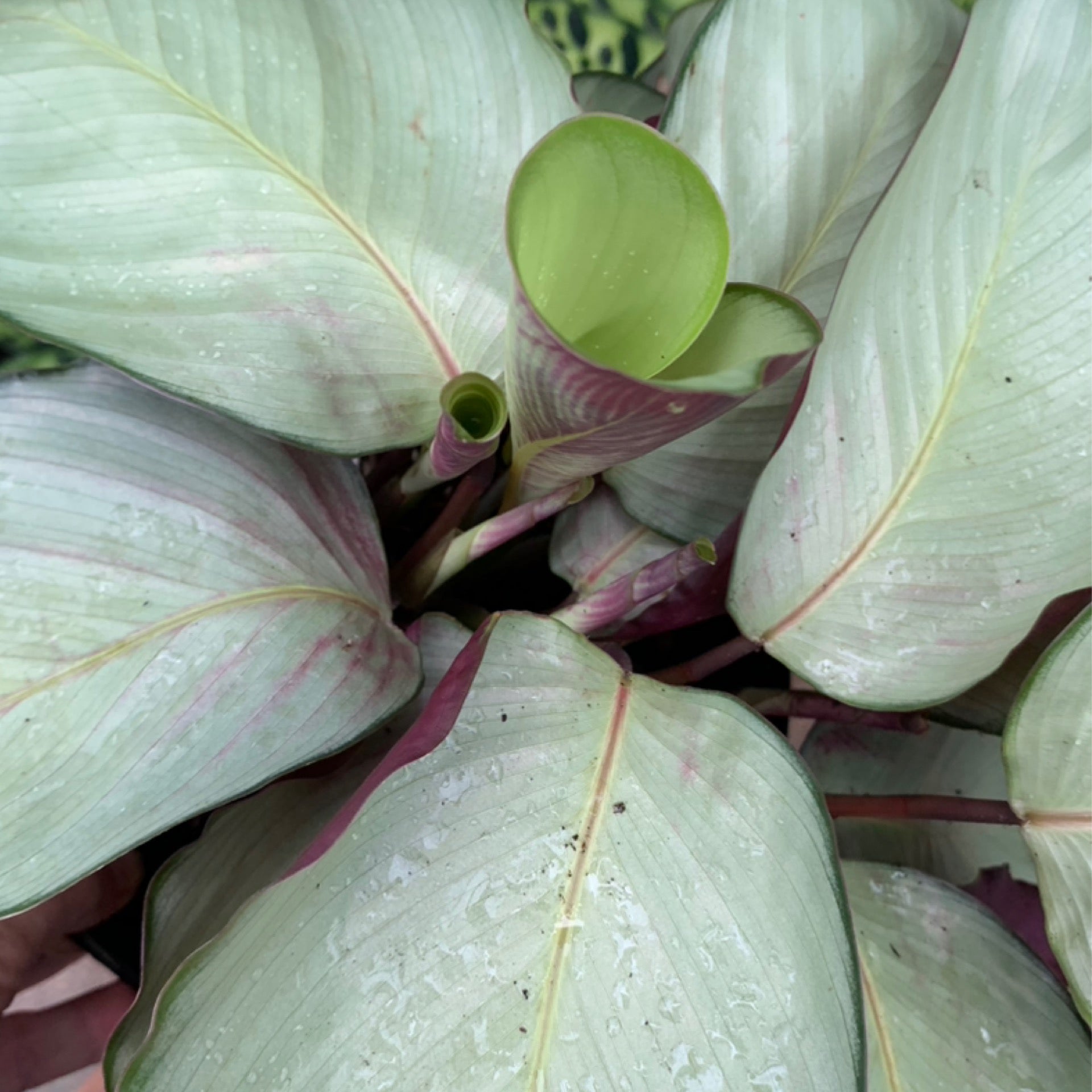 Calathea Silver Plate | Little Leaves & A Nursery