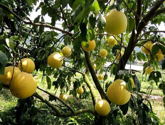 Pomelo Tree | Little Leaves & A Nursery