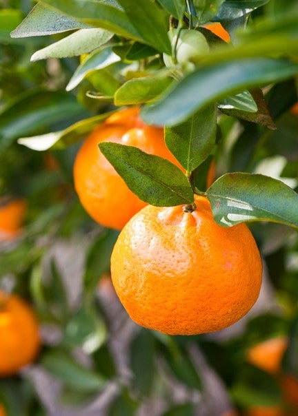 Mandarin - Emperor Tree | Little Leaves & A Nursery