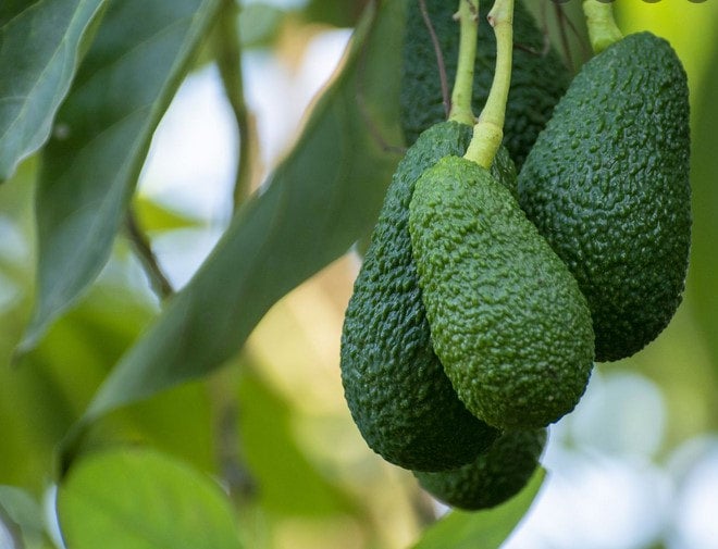 Avocado Hass (type A) Tree | Little Leaves & A Nursery