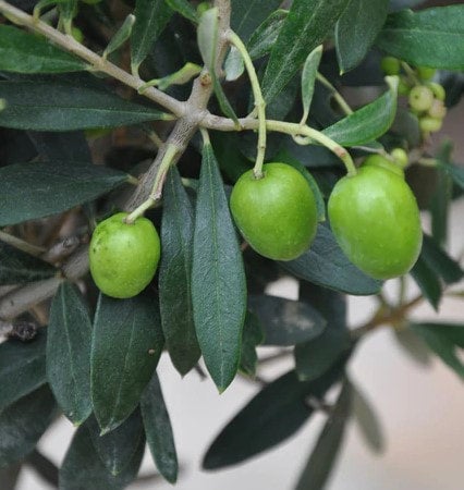 Olive Tree (Olea europaea) | Little Leaves & A Nursery