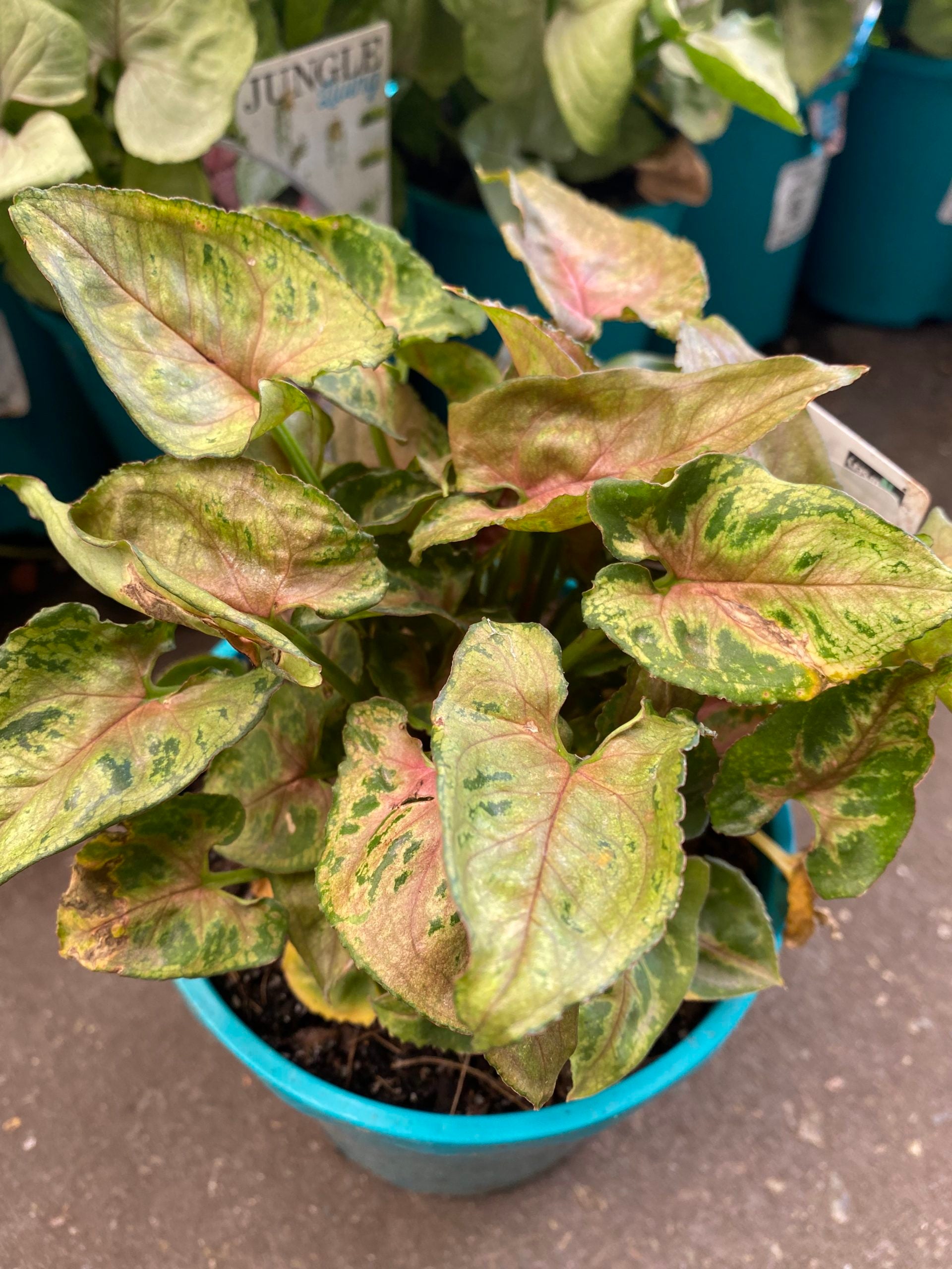 Syngonium Dwarf Princess | Little Leaves & A Nursery