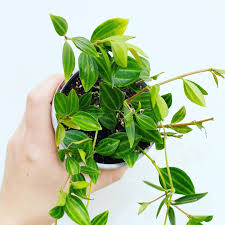 Peperomia Angulata Diamond | Little Leaves & A Nursery
