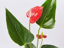 Anthurium Hello Red | Little Leaves & A Nursery