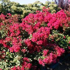 Lagerstroemia indica Dwarf Infinitini Watermelon (crepe myrtle ...