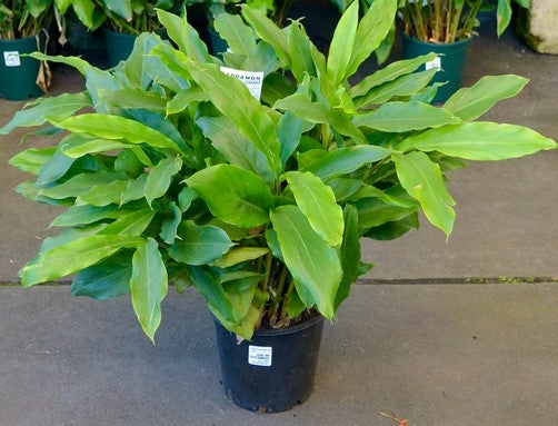 Alpinia Mutica False Cardamon Ginger | Little Leaves & A Nursery