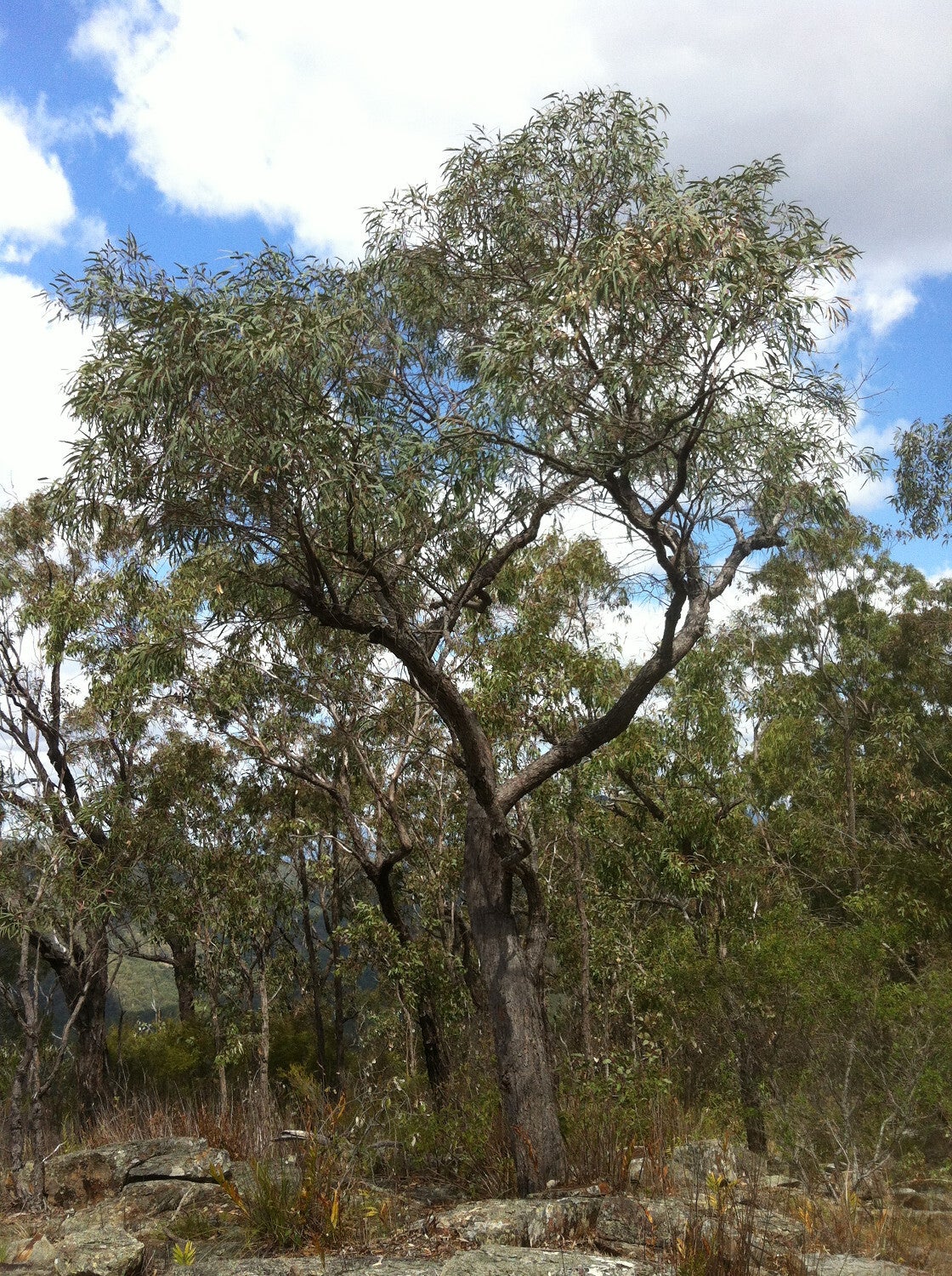 Eucalyptus exserta | Little Leaves & A Nursery