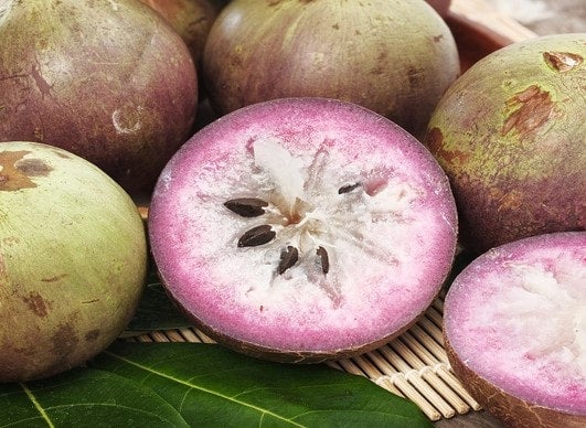 Star Apple seedling - Chrysophyllum cainito | Little Leaves & A Nursery