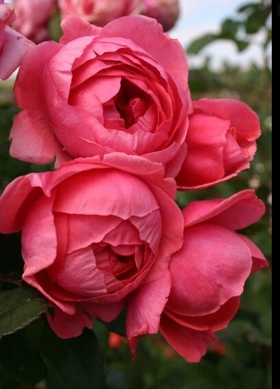 Rose - Fruity Parfuma (Floribunda Rose) | Little Leaves & A Nursery