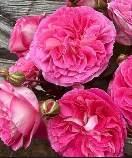 Coconut Ice - Floribunda Rose | Little Leaves & A Nursery