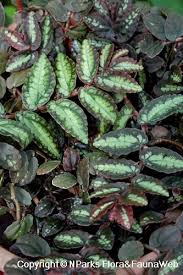 Pellionia repens (trailing watermelon begonia) | Little Leaves & A Nursery