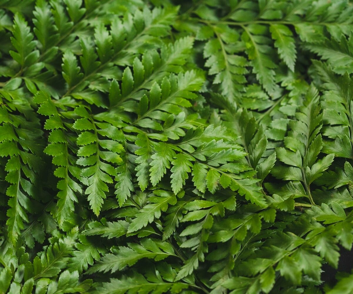 Rumohra adiantiformis Leatherleaf Fern | Little Leaves & A Nursery