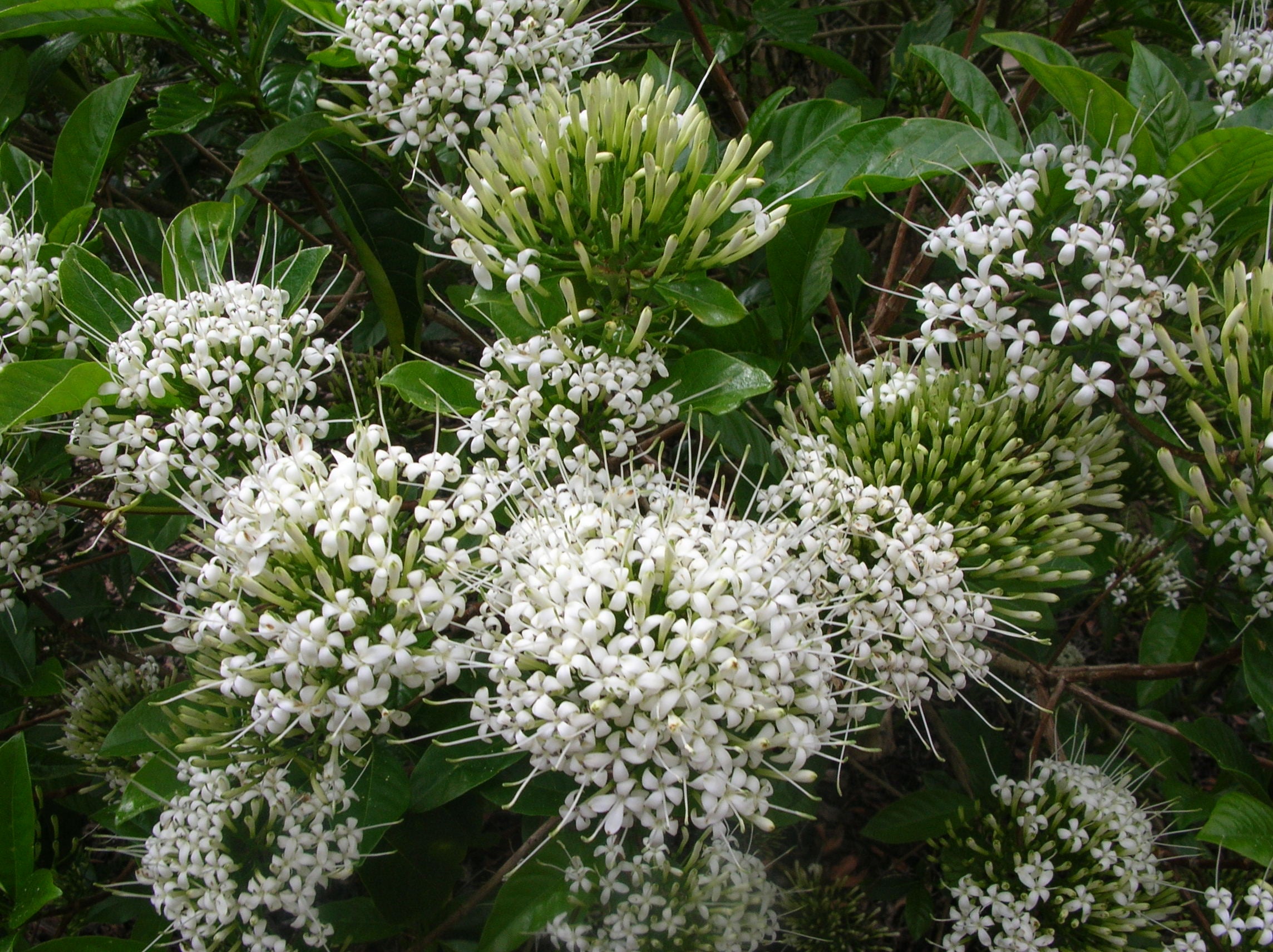 Pavetta Australiensis (Butterfly Bush) | Little Leaves & A Nursery