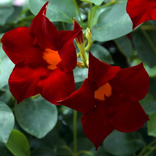 Mandevilla Dark Red 140mm | Little Leaves & A Nursery