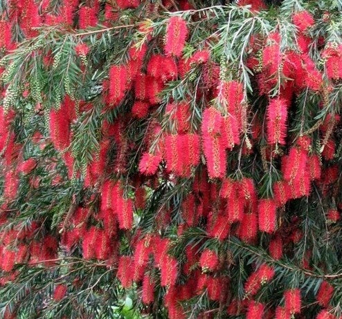 Little Leaves & A Nursery