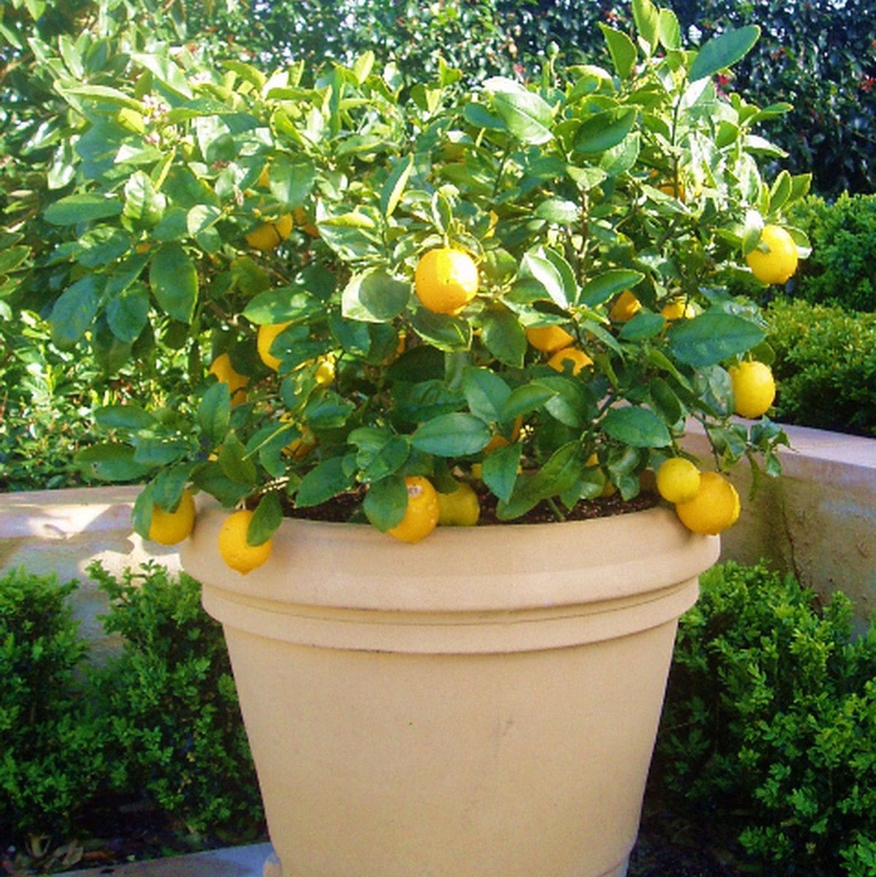 Citrus - Lemonicious Citrus limon | Little Leaves & A Nursery