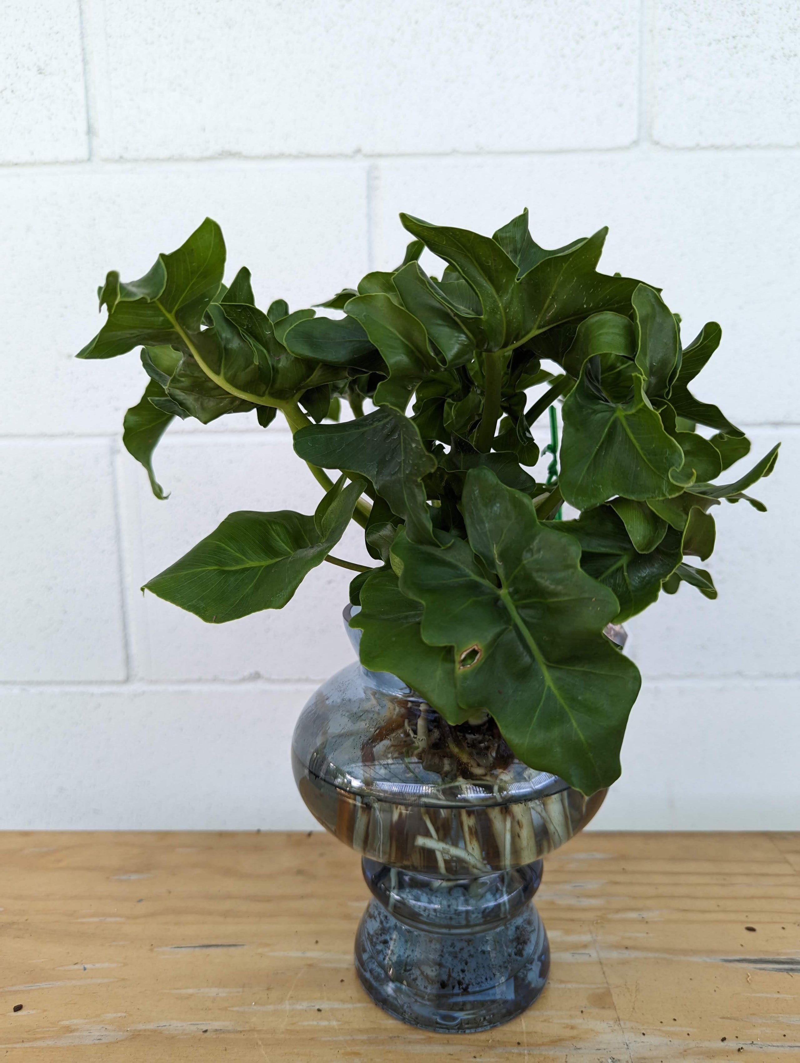 Aiko Vase + Super Atom Philadendron | Little Leaves & A Nursery