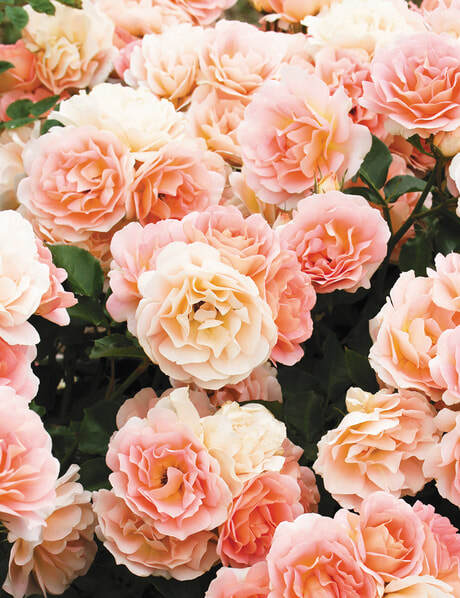 Rose - Peach Profusion (floribunda bush) | Little Leaves & A Nursery