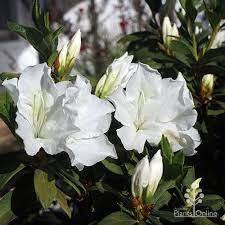 Azalea Magnifica | Little Leaves & A Nursery