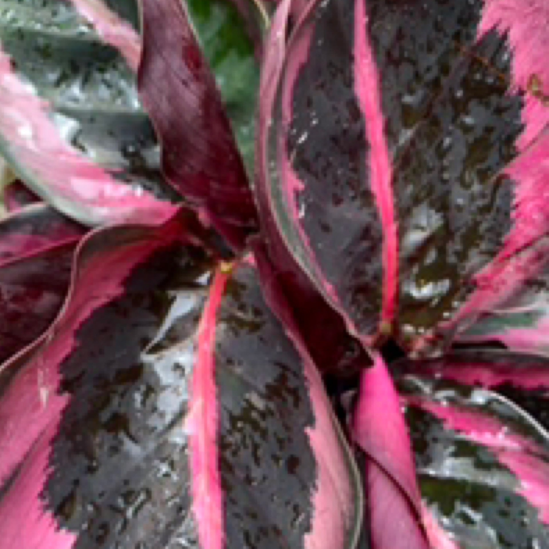 Calathea Red Mojo | Little Leaves & A Nursery