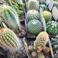 Asst Cacti | Little Leaves & A Nursery