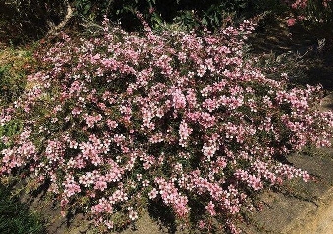 Leptospermum Pink Cascade | Little Leaves & A Nursery