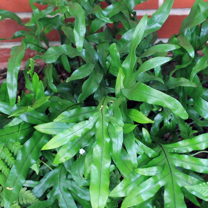 Fern microsorum diversifolium | Little Leaves & A Nursery