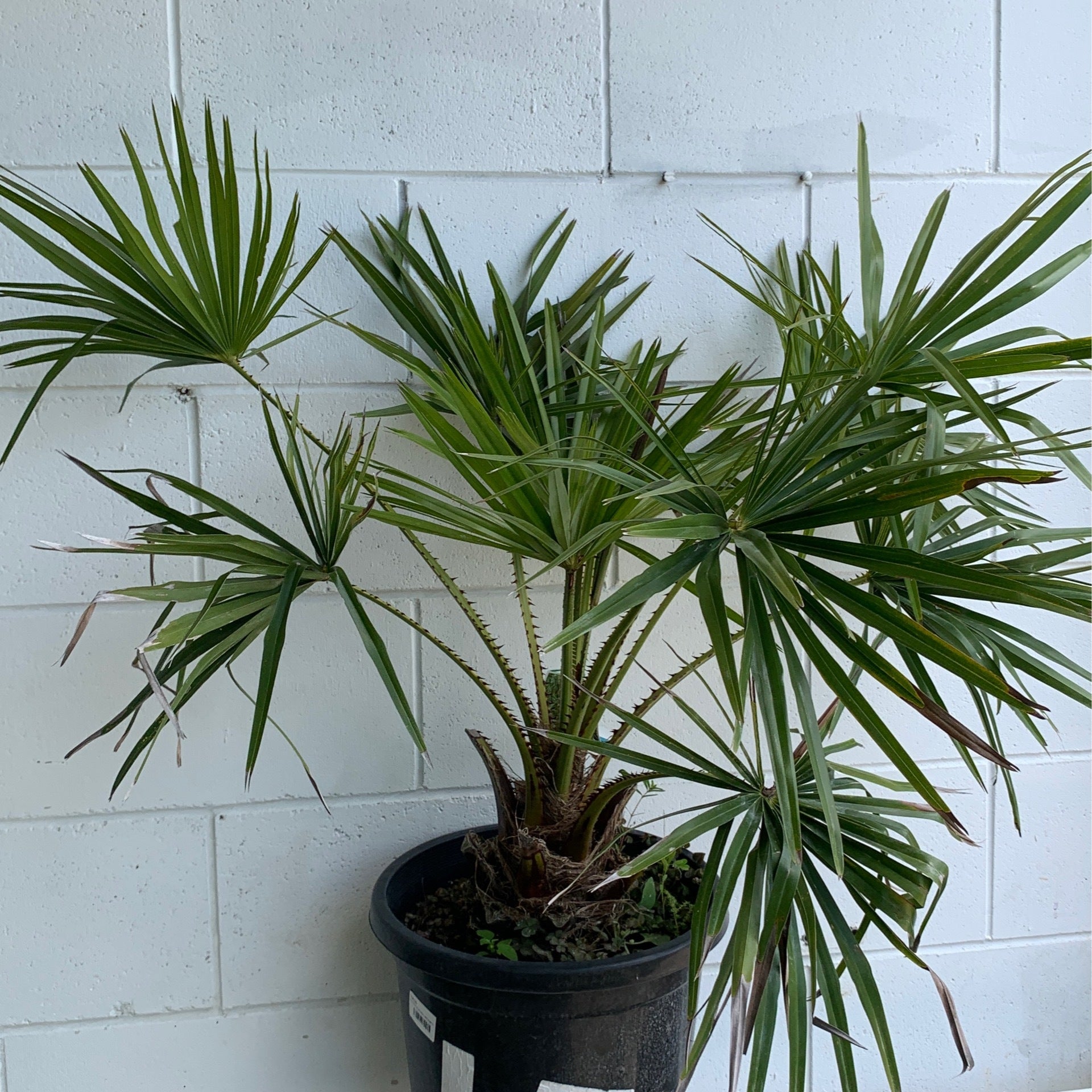 Livisona Australis cabbage tree palm | Little Leaves & A Nursery