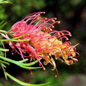 Grevillea loopy lou | Little Leaves & A Nursery