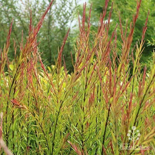 Austromyrtus copper tops | Little Leaves & A Nursery