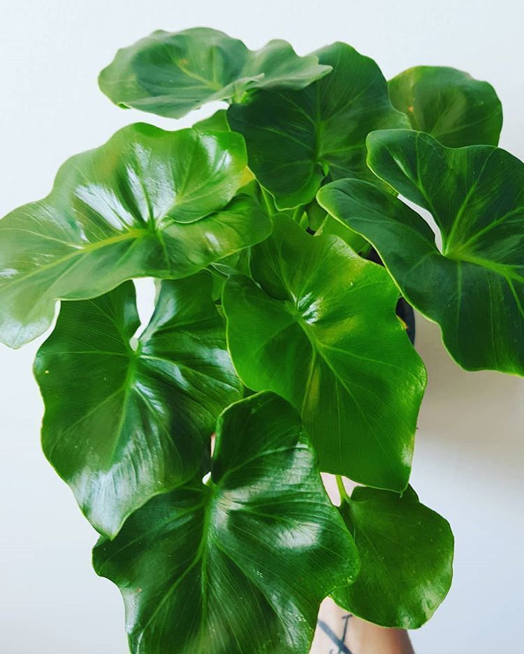 Philodendron Super Atom | Little Leaves & A Nursery
