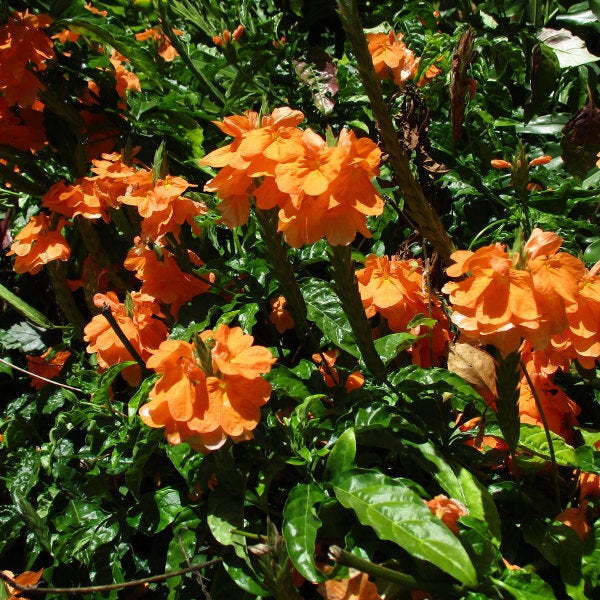 Crossandra infundibuliformis Fireglow - 140 mm | Little Leaves & A Nursery
