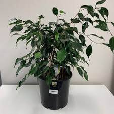 Ficus benjamina Evergreen | Little Leaves & A Nursery